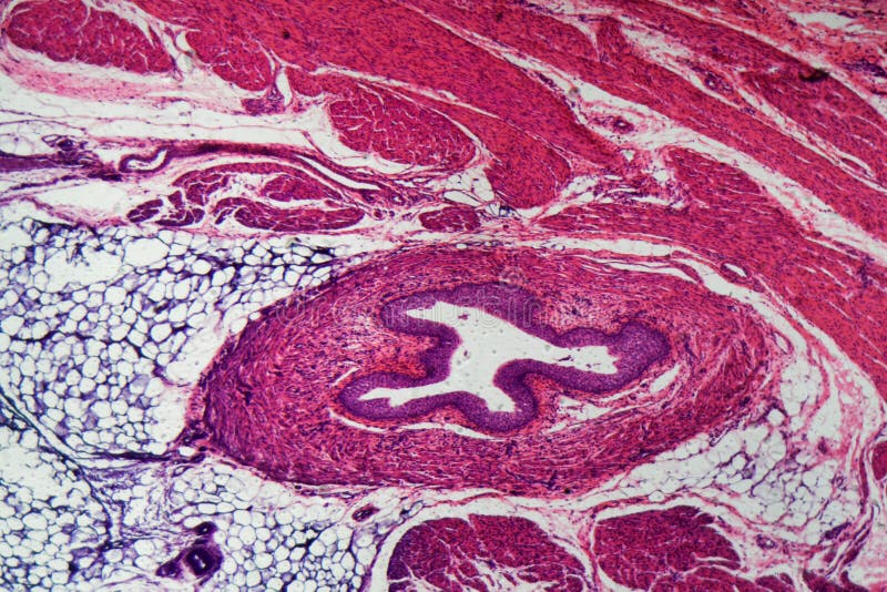 Épithélium Transitoire Humain Sous Le Microscope Photo stock - Image du ...