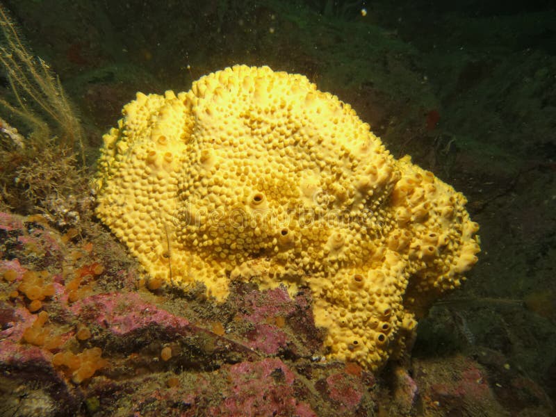 Éponge jaune image stock. Image du atlantique, compartiment - 20156853