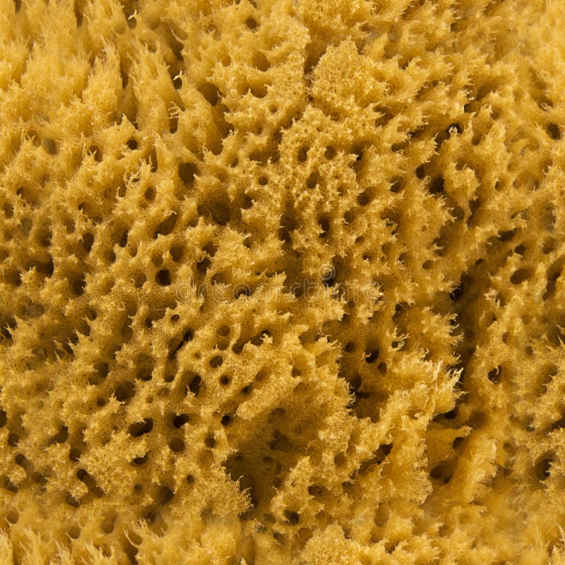 Éponge naturelle HD de mer photo stock. Image du fermer - 82762044