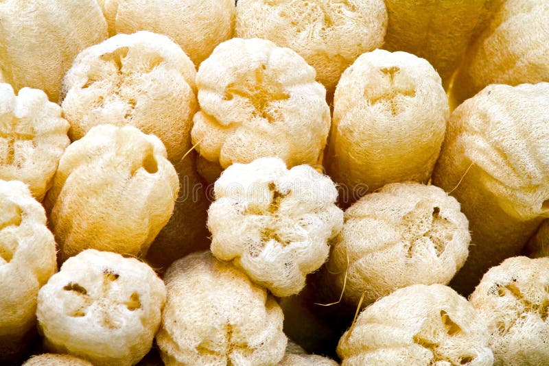 Éponge normale image stock. Image du éponges, hygiène - 15253723