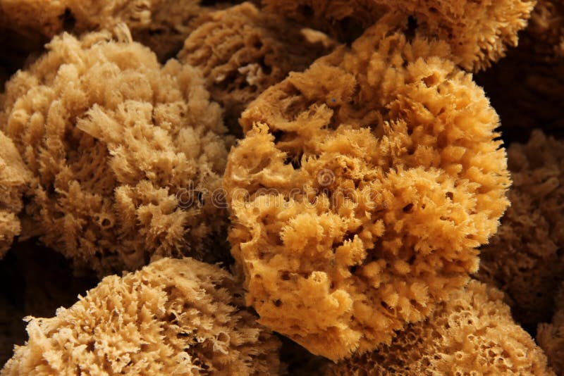 Éponge normale photo stock. Image du grec, fond, vacances - 93267886