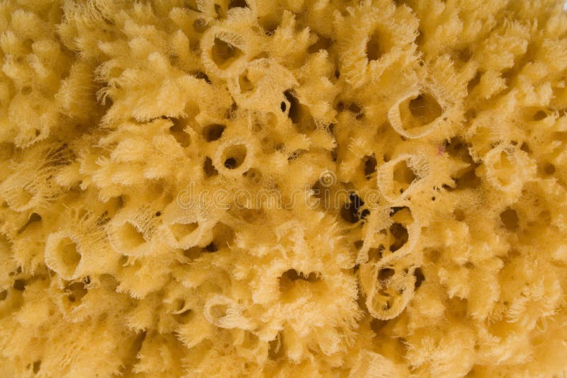 Texture d'éponge photo stock. Image du beauté, bain, véhicule - 7727044