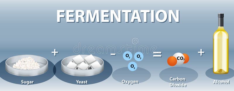 Équation Chimique De Fermentation Alcoolique Illustration de Vecteur ...