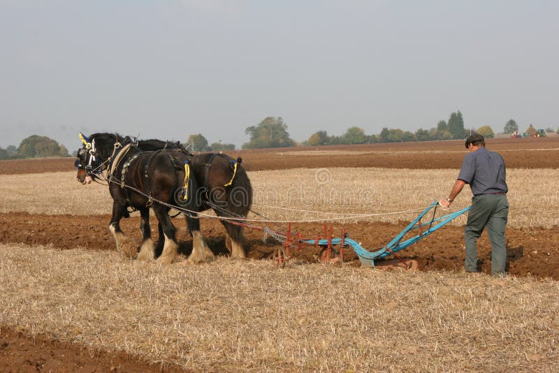 Équipe de labourage photo stock. Image du museau, oeillères - 297864