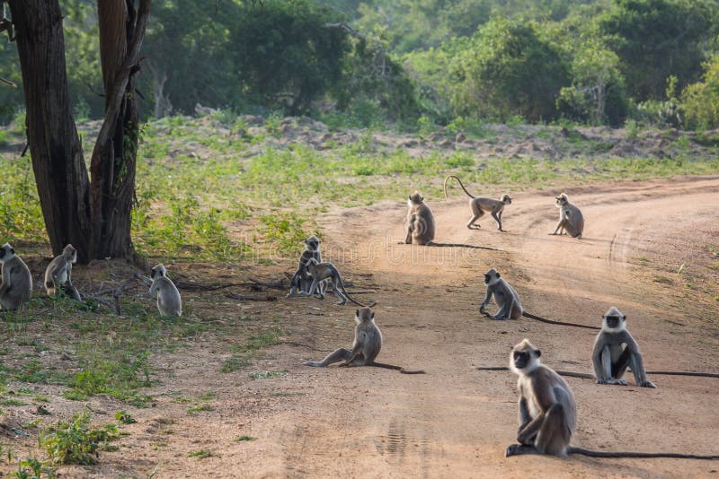 Groupe De Singes De Observation Image stock - Image du accouplements ...