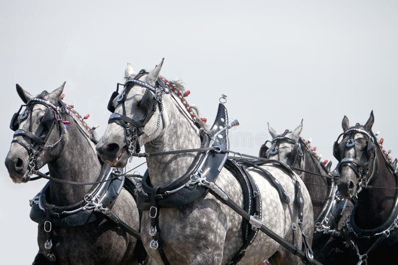 Jeune Cheval De Trait De Percheron (2) Photo stock - Image du jument ...