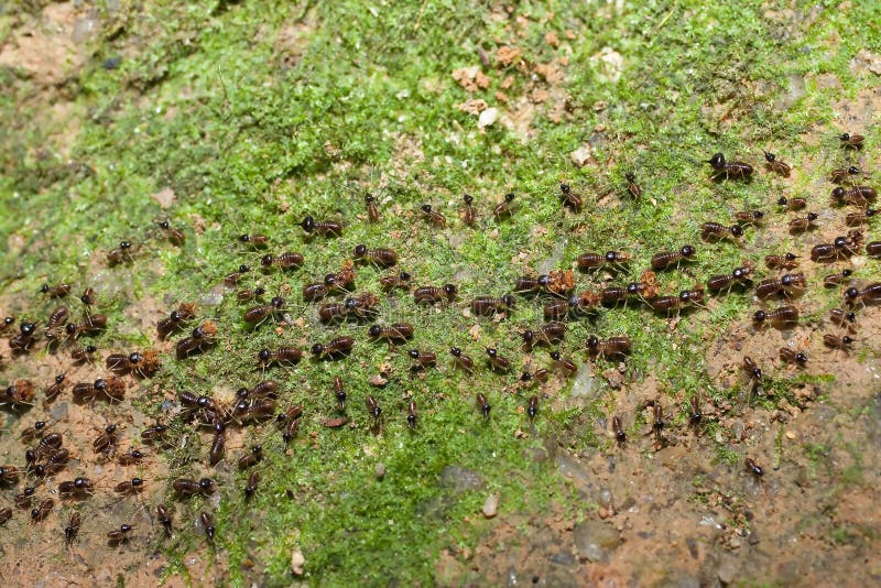 Équipe Des Fourmis Avec La Nourriture Photo stock - Image du social ...