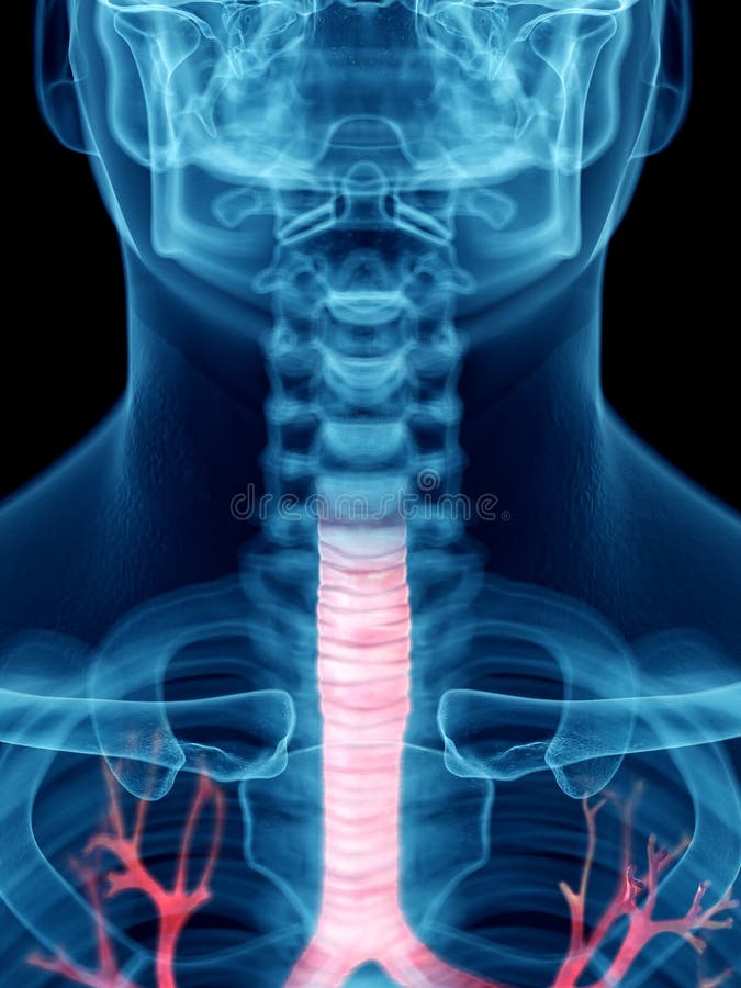 Équipe la trachée illustration stock. Illustration du équipe - 127856452