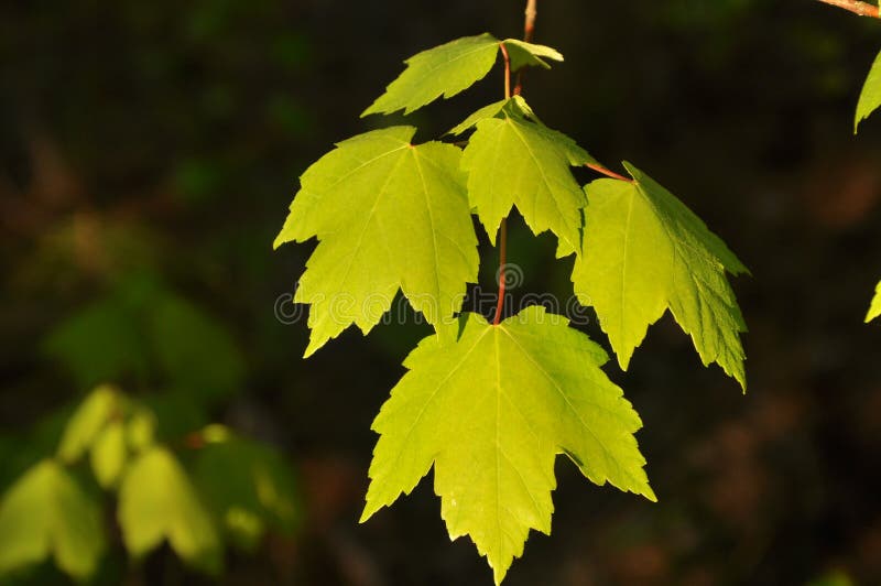 Érable photo stock. Image of lames, coloré, jaune, lumineux - 13896276