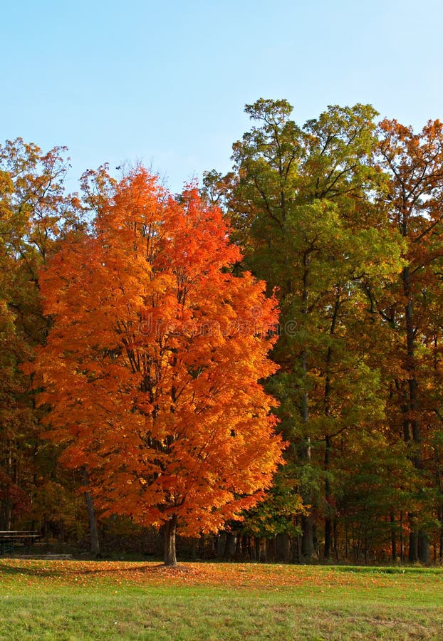 Érable image stock. Image du ciel, maryland, jaune, brindille - 269313