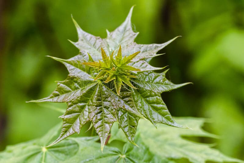 érable image stock. Image of vert, extérieur, pré, norvège - 79696811