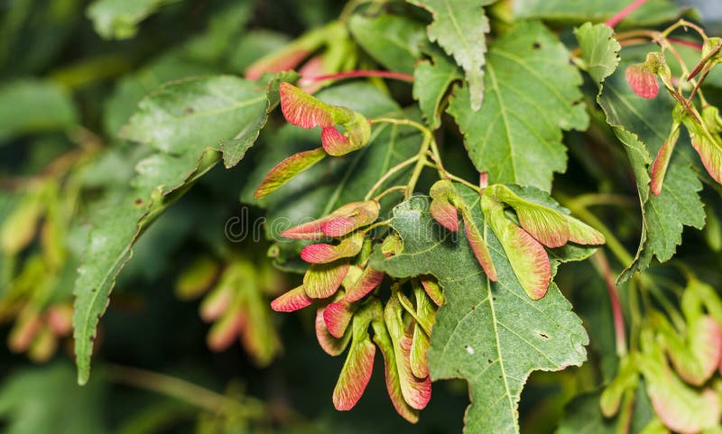 Érable Argenté, Saccarinum D'Acer Photo stock - Image du lames, érable ...