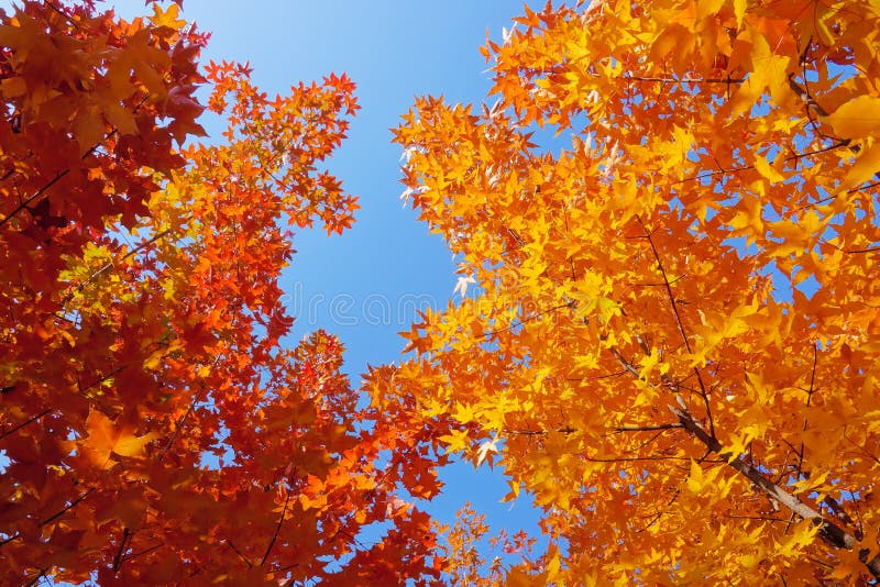 Érable automnal photo stock. Image du nature, défoliation - 162110866