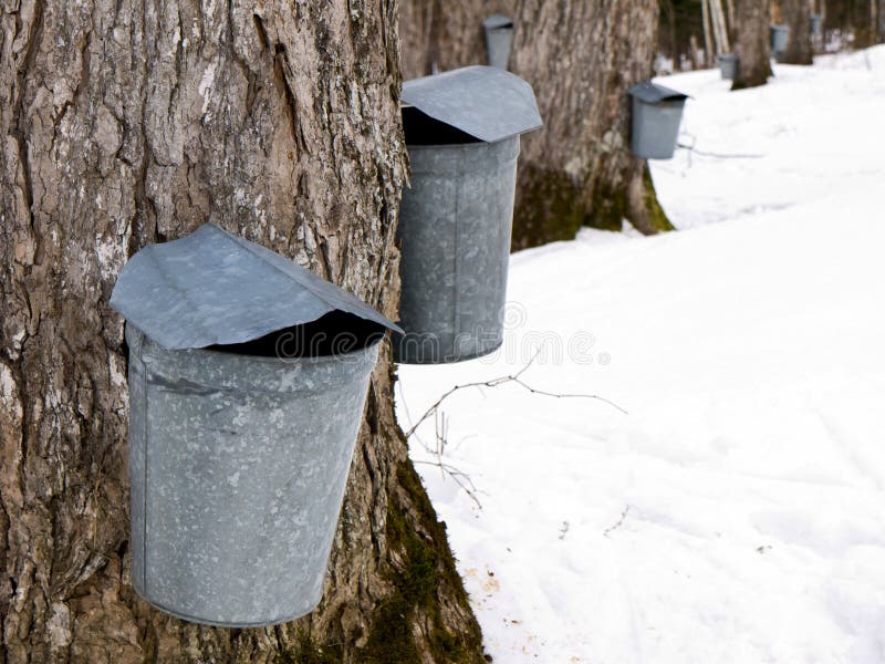 Comment La Sève D'arbre D'érable Sont Rassemblées Photo stock - Image ...