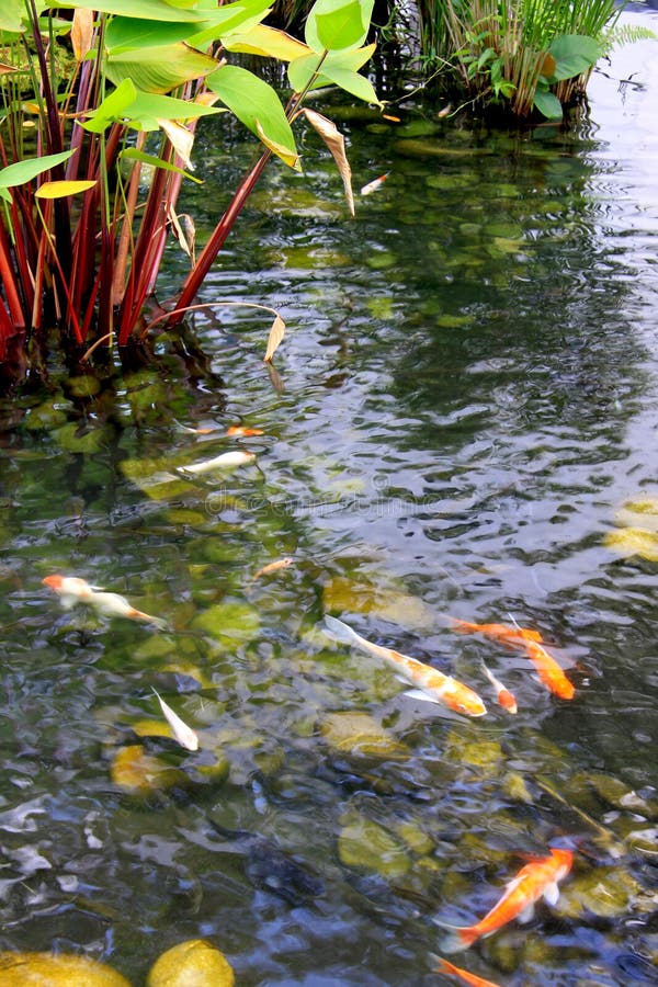 Étang De Koi Avec La Natation De Poissons Photo stock - Image du ...