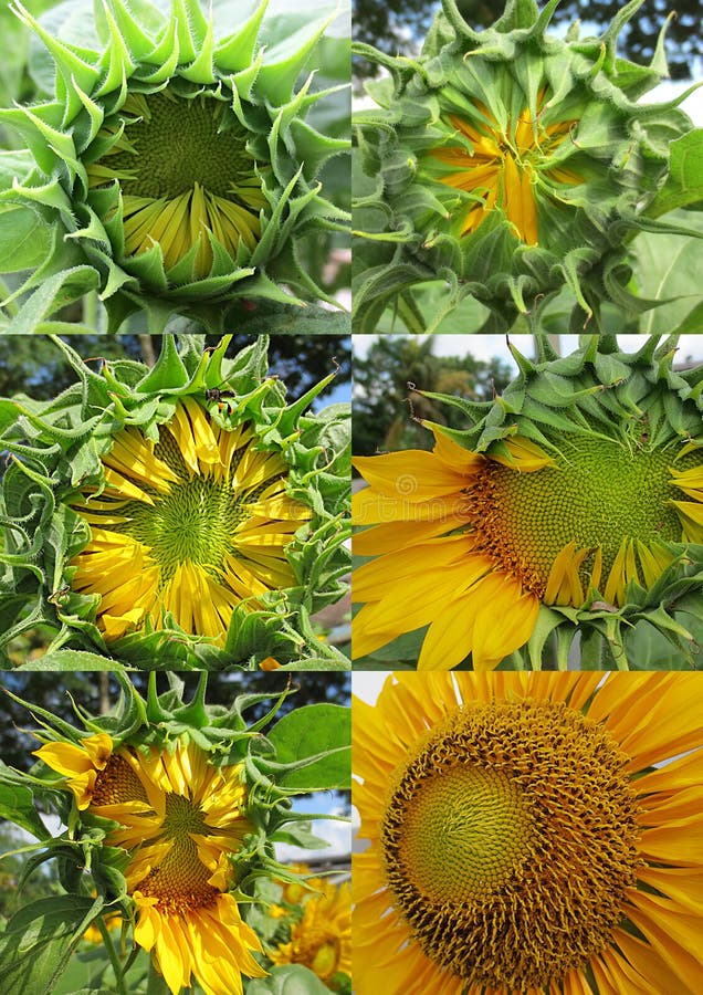 Cycle De Vie De Tournesol Étapes De Croissance De Graine à L'usine ...