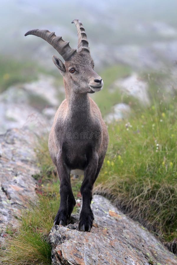 Íbex foto de stock. Imagem de alto, chifre, flor, passagem - 15971470
