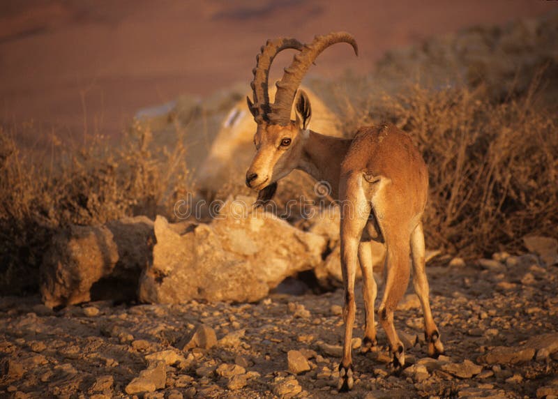 Íbex-da-núbia em Israel foto de stock. Imagem de montanhas - 10053080