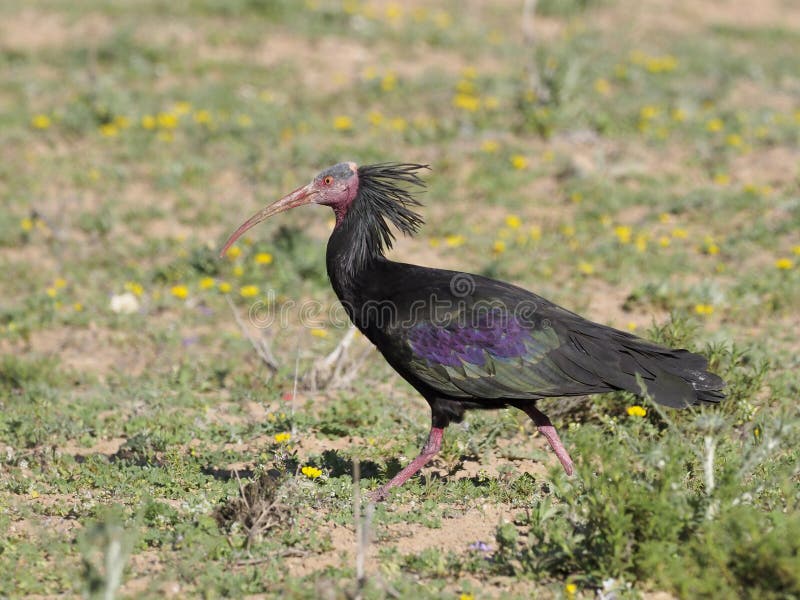 Íbis Calvos Do Norte Ou Waldrapp, Eremita De Geronticus Imagem de Stock ...