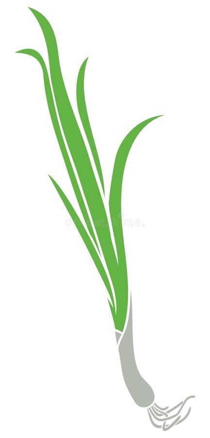 Ícone Vetor De Cebola Verde Vegetal Ilustração Stock - Ilustração de ...