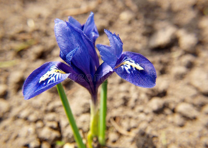Íris azul foto de stock. Imagem de flor, mola, azul, planta - 19821572