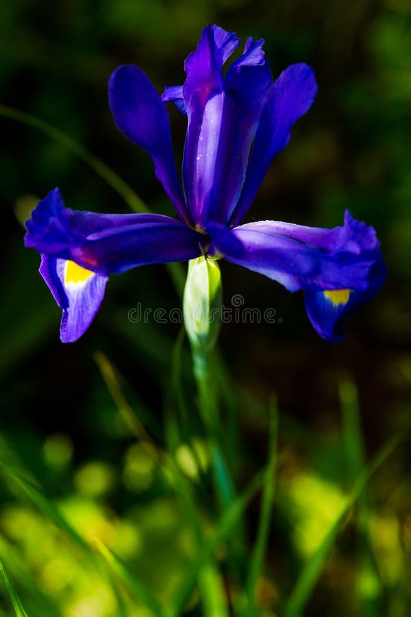 íris Azul Florescendo Na Flor Do Jardim De Junho Imagem de Stock ...