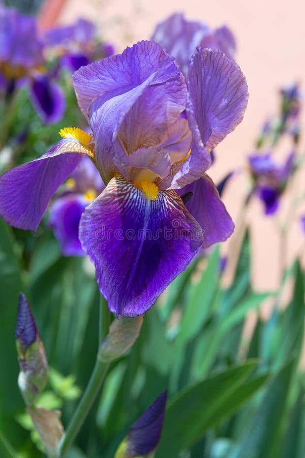 Íris Violeta Em Um Fundo Das Hortaliças Imagem de Stock - Imagem de ...
