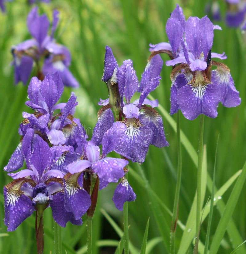 Íris violetas no parque foto de stock. Imagem de parque - 17227160