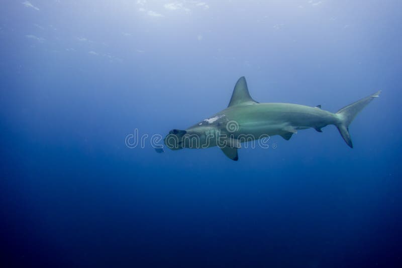 Île De Malpelo De Requin De Poisson-marteau Photo stock - Image du ...