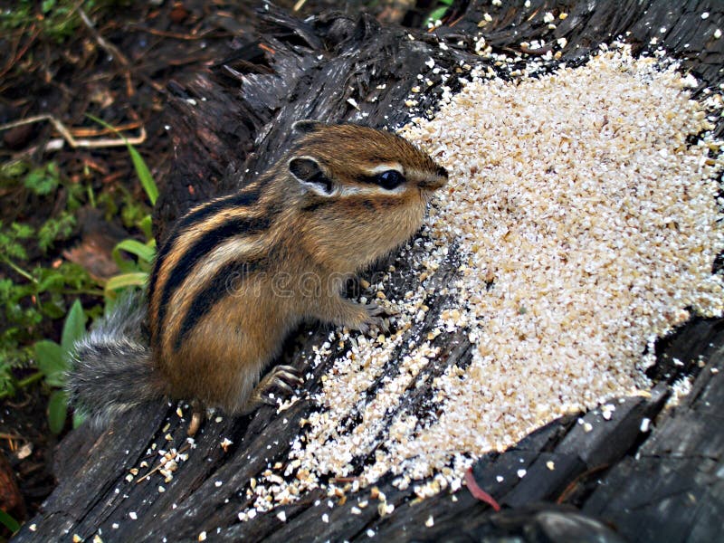 Ð¡hipmunk, Cheeks Full of Grain Stock Image - Image of cheeks, small ...