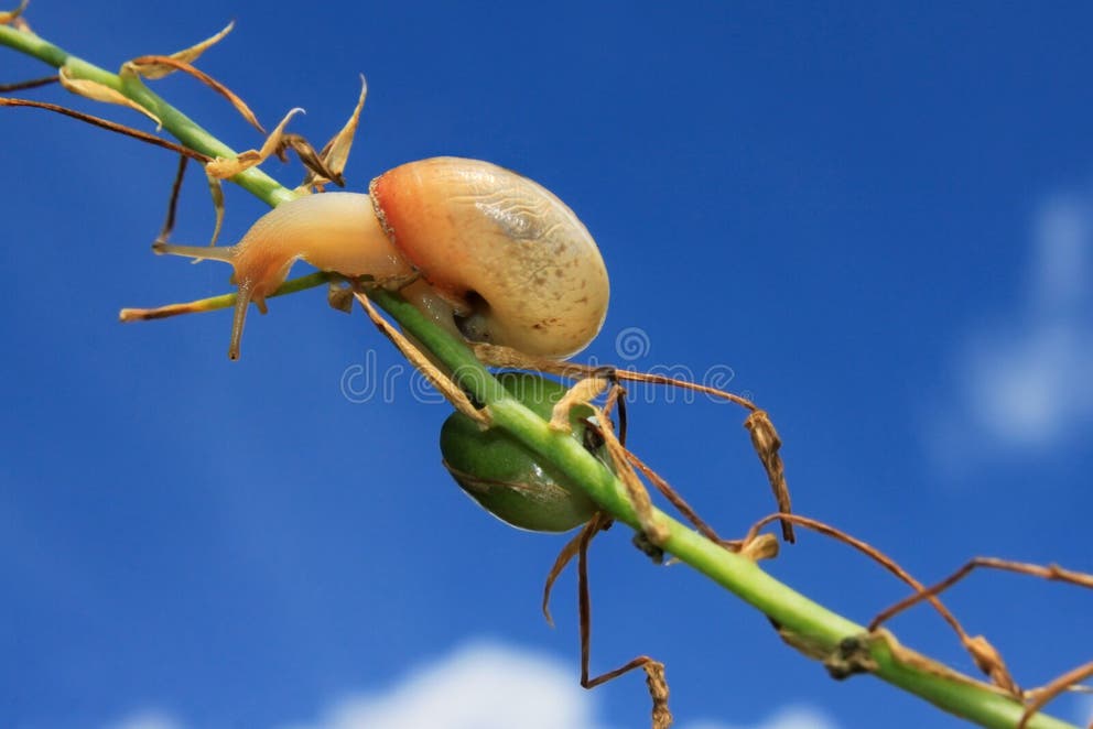 Ð¡rawling snail stock image. Image of ladder, sunlight - 16987107