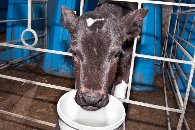 Calf Feeding stock photo. Image of barn, calf, love, farmer - 47706766