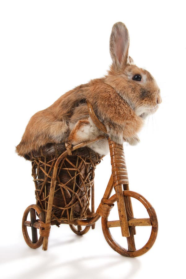 Bunny Rabbit Riding Bike Stock Photos - Free & Royalty-Free Stock ...