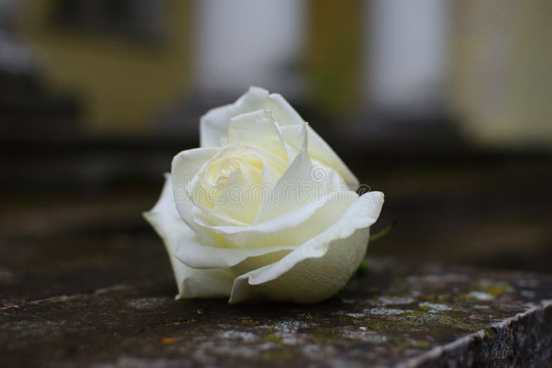 White rose on granite stock photo. Image of steps, flower - 123517124
