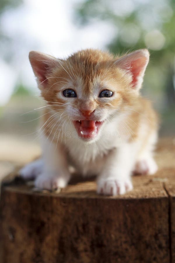 Angry kitten stock photo. Image of orange, play, fence - 36262726