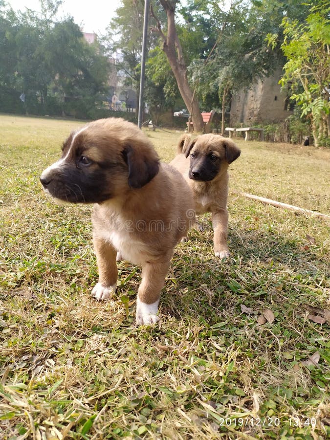 429 Dogi Stock Photos - Free & Royalty-Free Stock Photos from Dreamstime