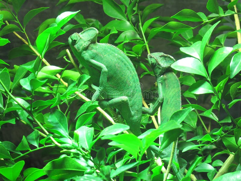 Hameleon stockbild. Bild von farben, jäger, eidechse - 18397399