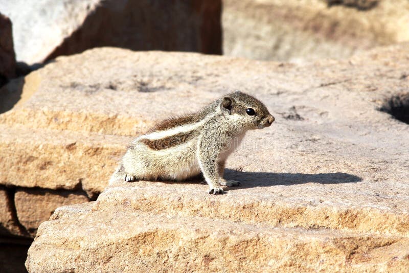 Serious Chipmunk Stock Photos - Free & Royalty-Free Stock Photos from ...