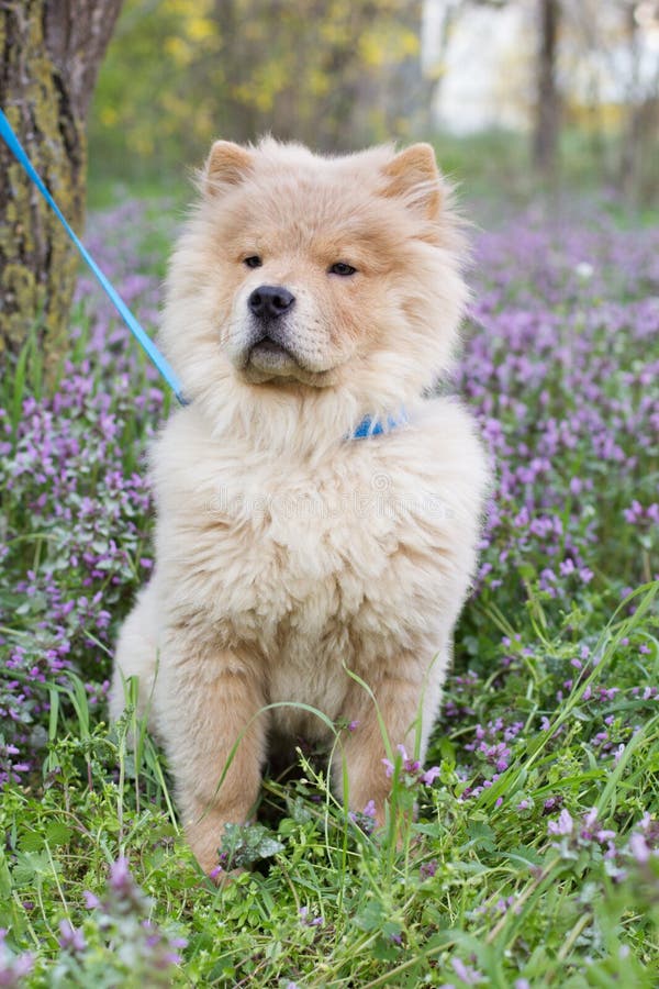 Chow Chow Walking stock photo. Image of fluffy, activities - 67984248