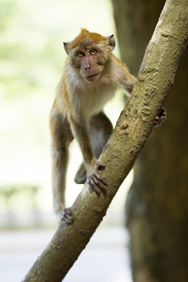 Indian Gray Langoor Monkey Full Body Stock Image - Image of hanuman ...