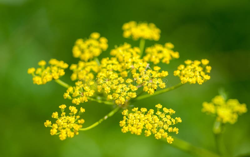 Żółty baldach koper zdjęcie stock. Obraz złożonej z lato - 42958238