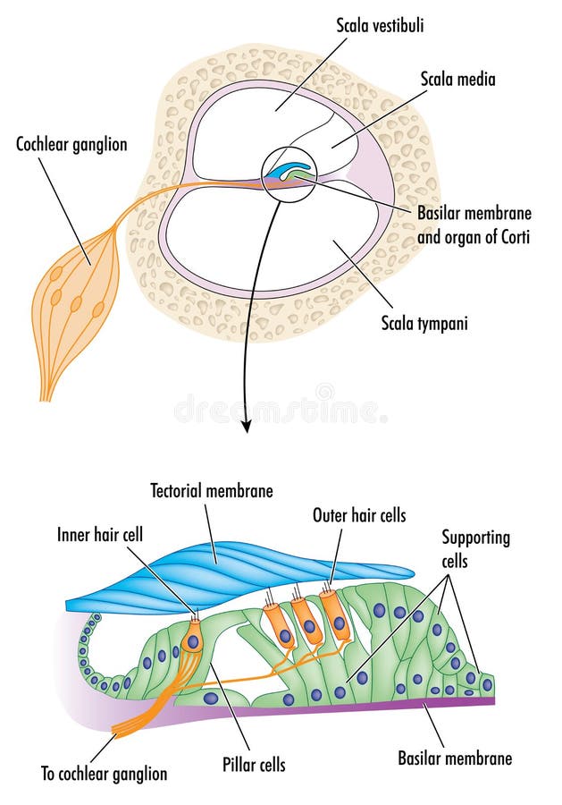 Órgano de Corti en el oído ilustración del vector. Ilustración de ...
