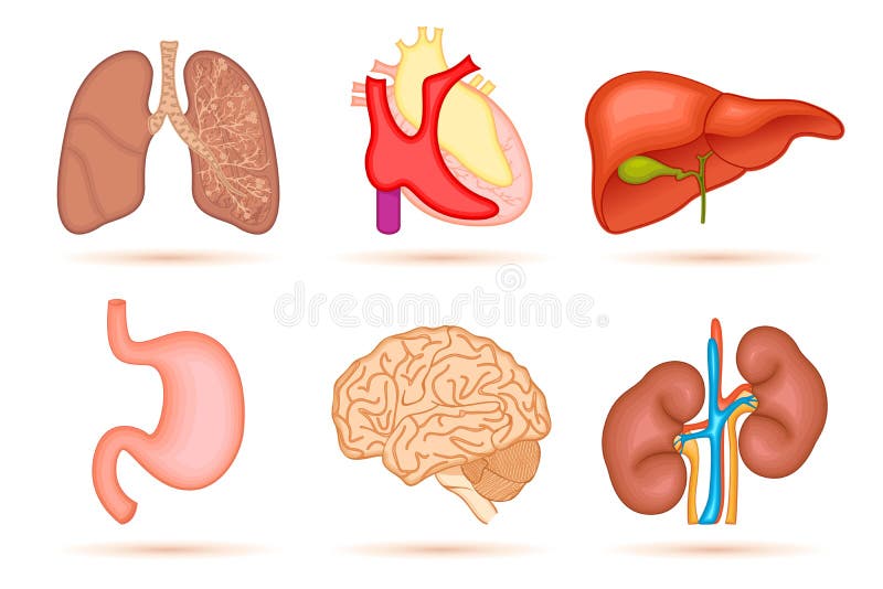 Órgano humano ilustración del vector. Ilustración de pecho - 19248040