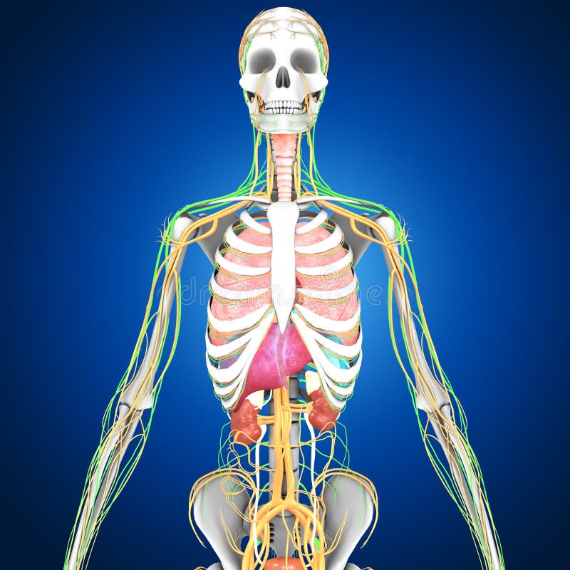 Órganos del pecho ilustración del vector. Ilustración de hembra - 97364743