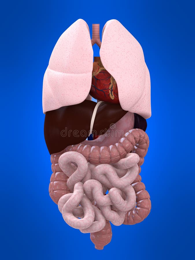 órganos Ilustraciones Stock, Vectores, Y Clipart – (20,889 ...