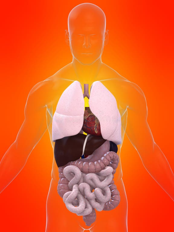 Órganos humanos stock de ilustración. Ilustración de pecho - 5970130