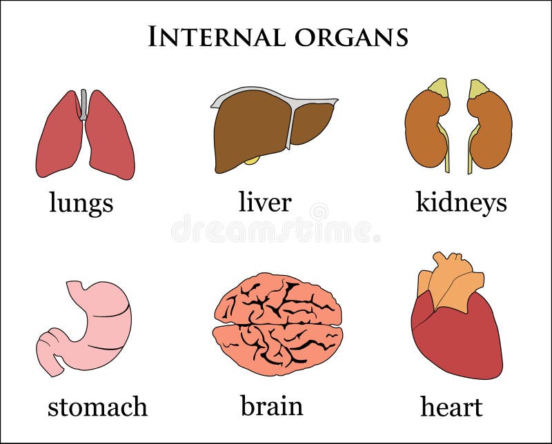 Órganos internos ilustración del vector. Ilustración de elementos ...