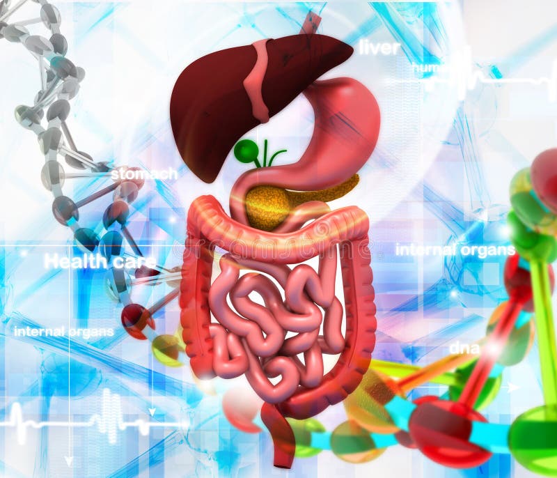 Nombres Del Cuerpo Femenino De Los órganos Internos Ilustración del ...