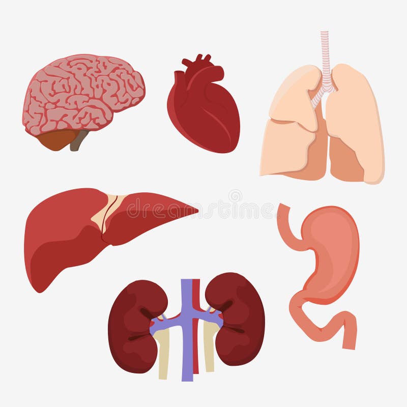Órganos internos humanos stock de ilustración. Ilustración de original ...