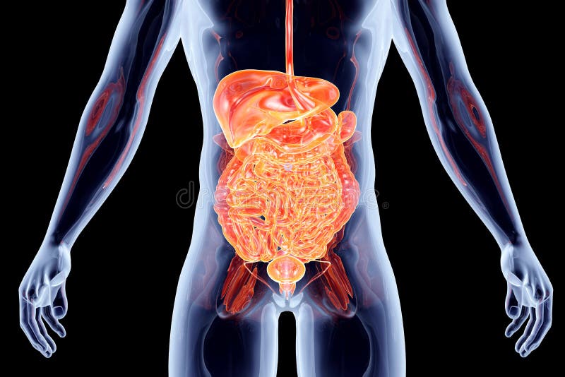Intestinos Ilustraciones Stock, Vectores, Y Clipart – (4,096 ...